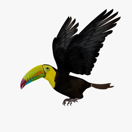 Toucan 3D Models Download - 3DModels.org