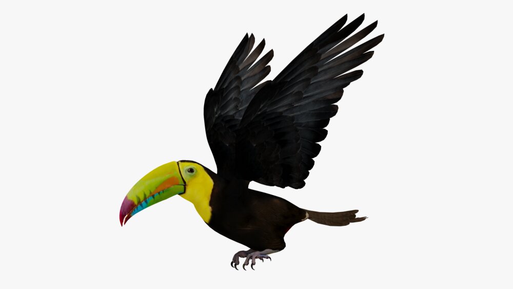 Keel Billed Toucan Bird 3D model - Download Birds on 3DModels.org