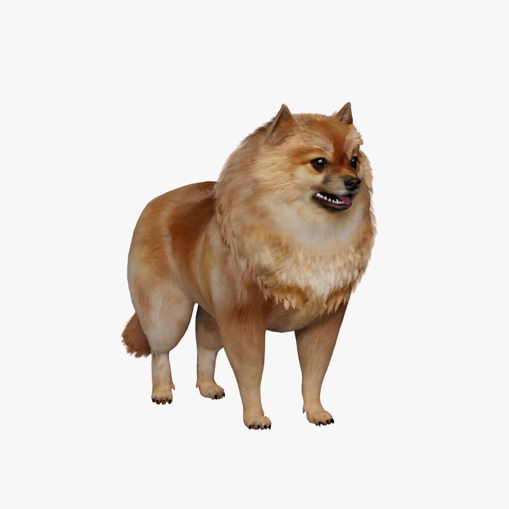 German Spitz Mittel Dog 3D 모델 - 다운로드 포유류 on 3DModels.org