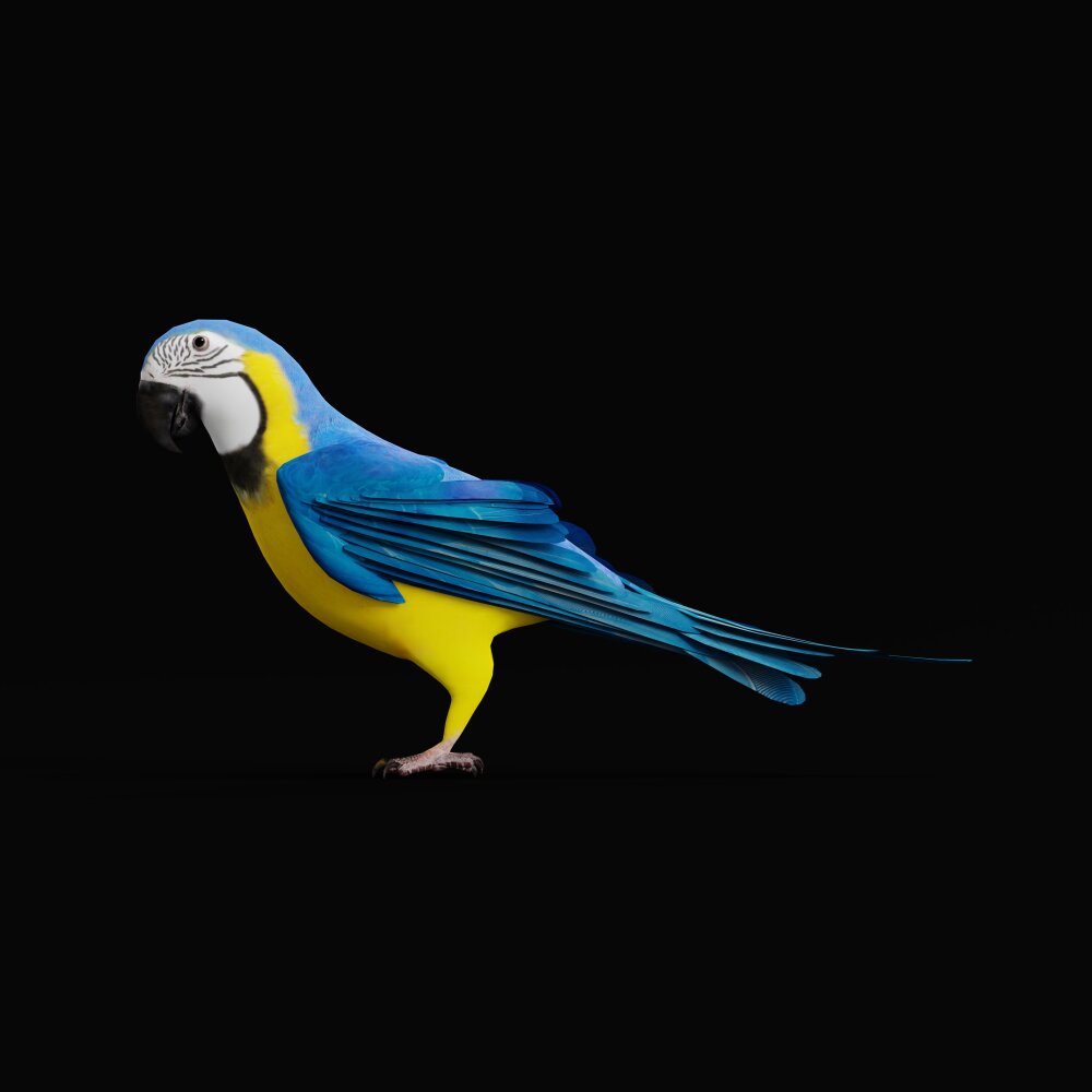 Macaw Parrot Bird 3D model - Download Birds on 3DModels.org