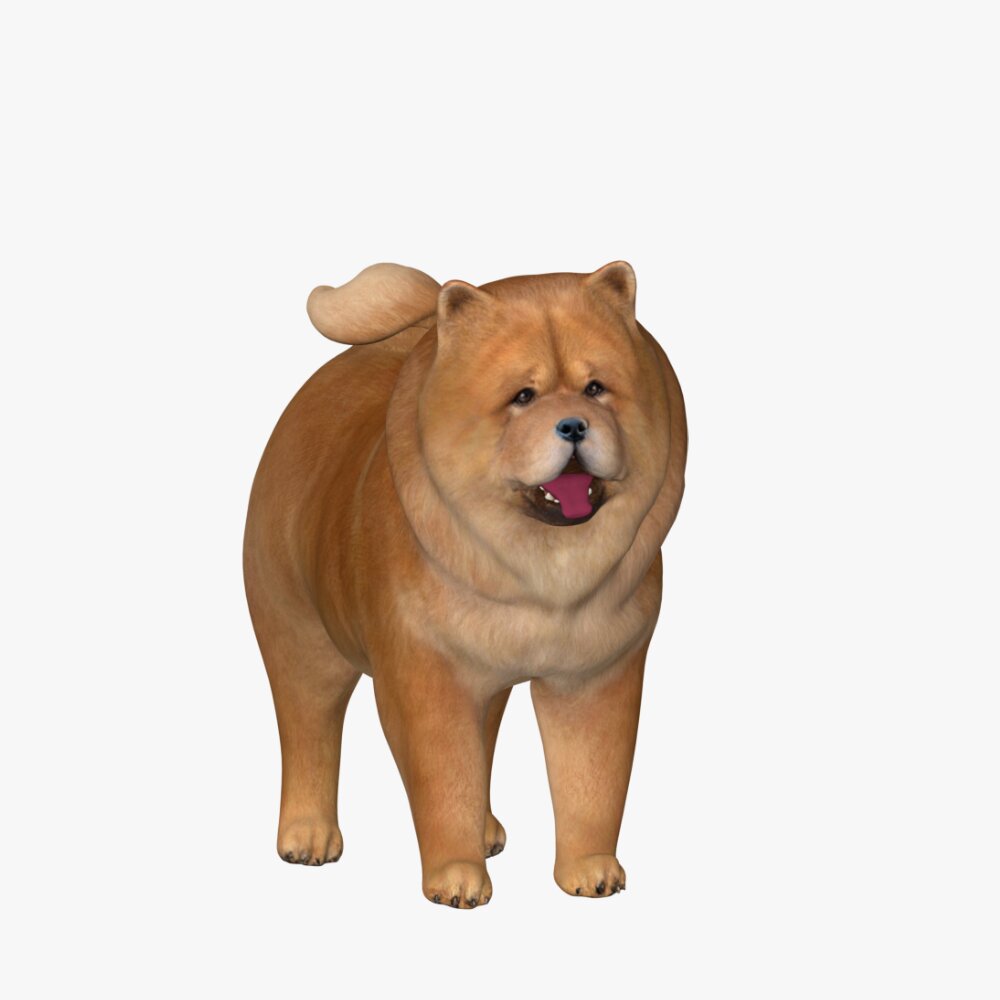 Chow Chow Dog 3D model - Download Mammals on 3DModels.org