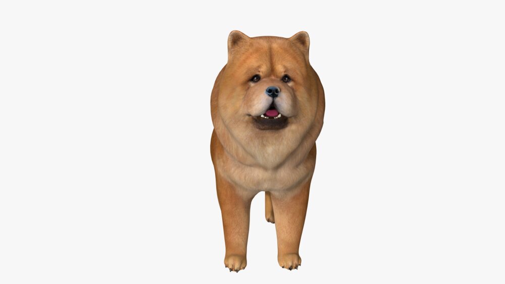 Chow Chow Dog 3D model - Download Mammals on 3DModels.org