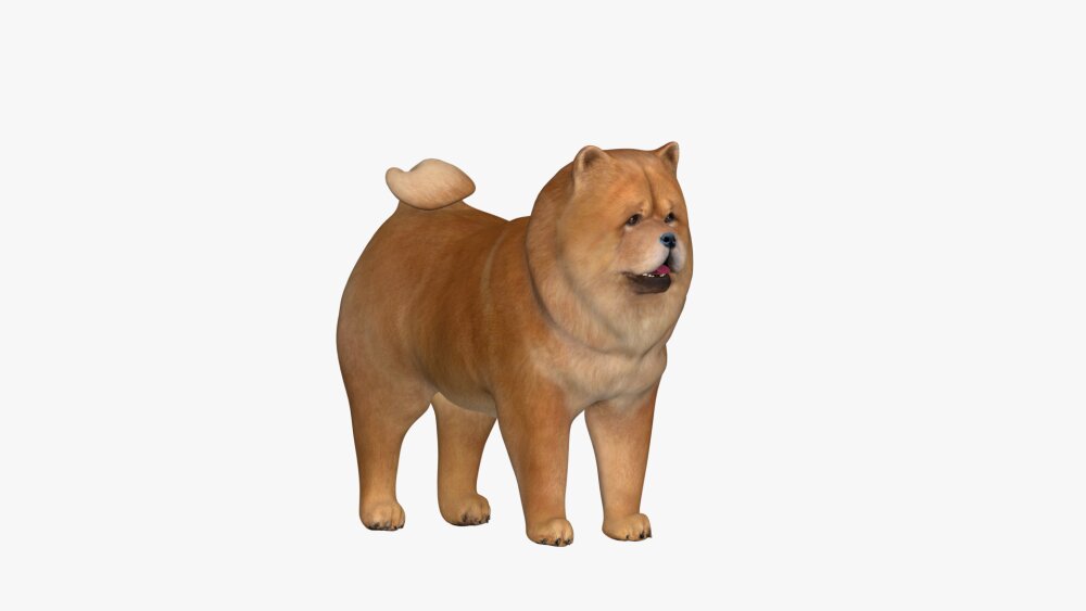 Chow Chow Dog 3D model - Download Mammals on 3DModels.org