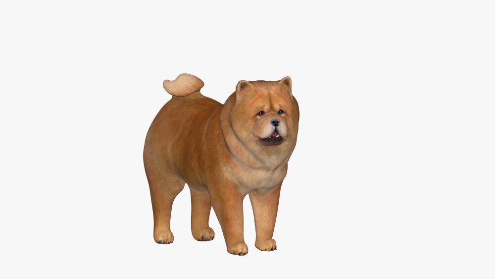 Chow Chow Dog 3D model - Download Mammals on 3DModels.org
