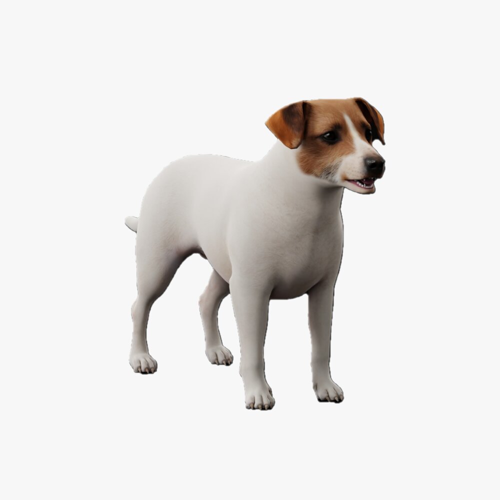 Jack Russell Terrier Dog 3D model - Download Mammals on 3DModels.org