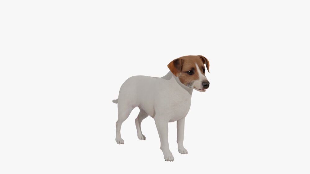 Jack Russell Terrier Dog 3D model - Download Mammals on 3DModels.org