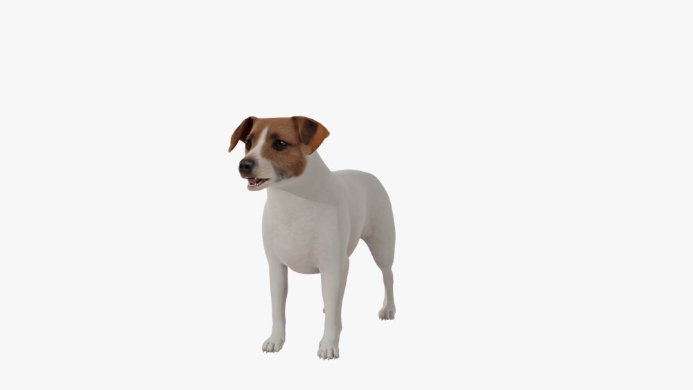 Jack Russell Terrier Dog 3D model - Download Mammals on 3DModels.org