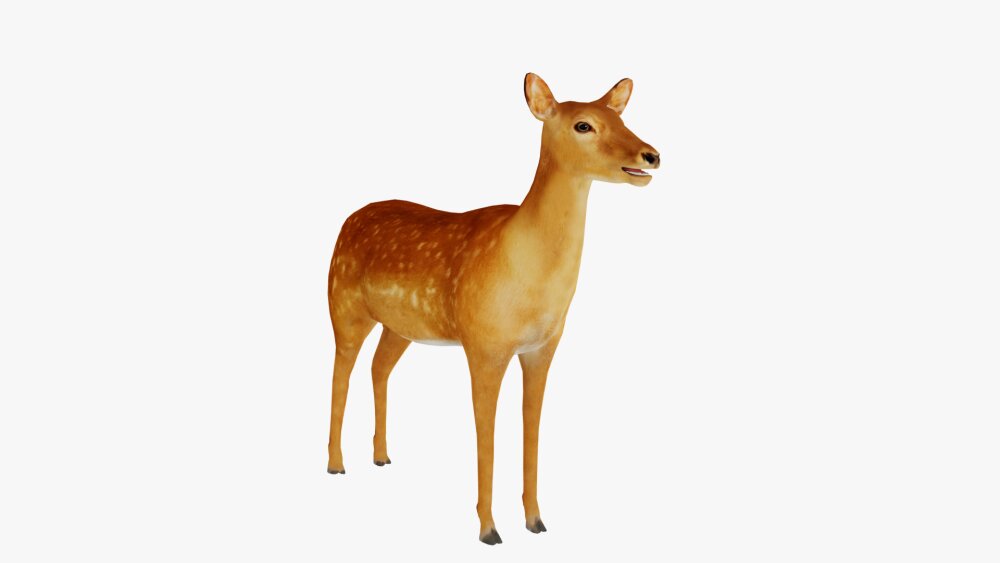 Female Fallow Deer 3D model - Download Mammals on 3DModels.org