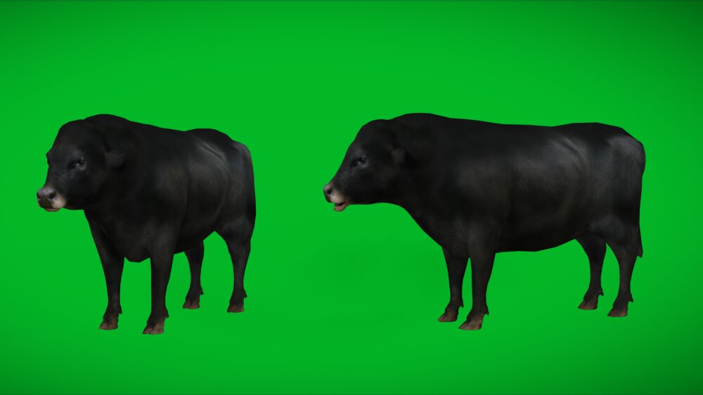Galloway Cattle 3D model - Download Mammals on 3DModels.org