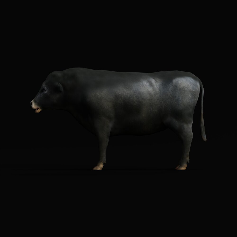 Galloway Cattle 3D model - Download Mammals on 3DModels.org
