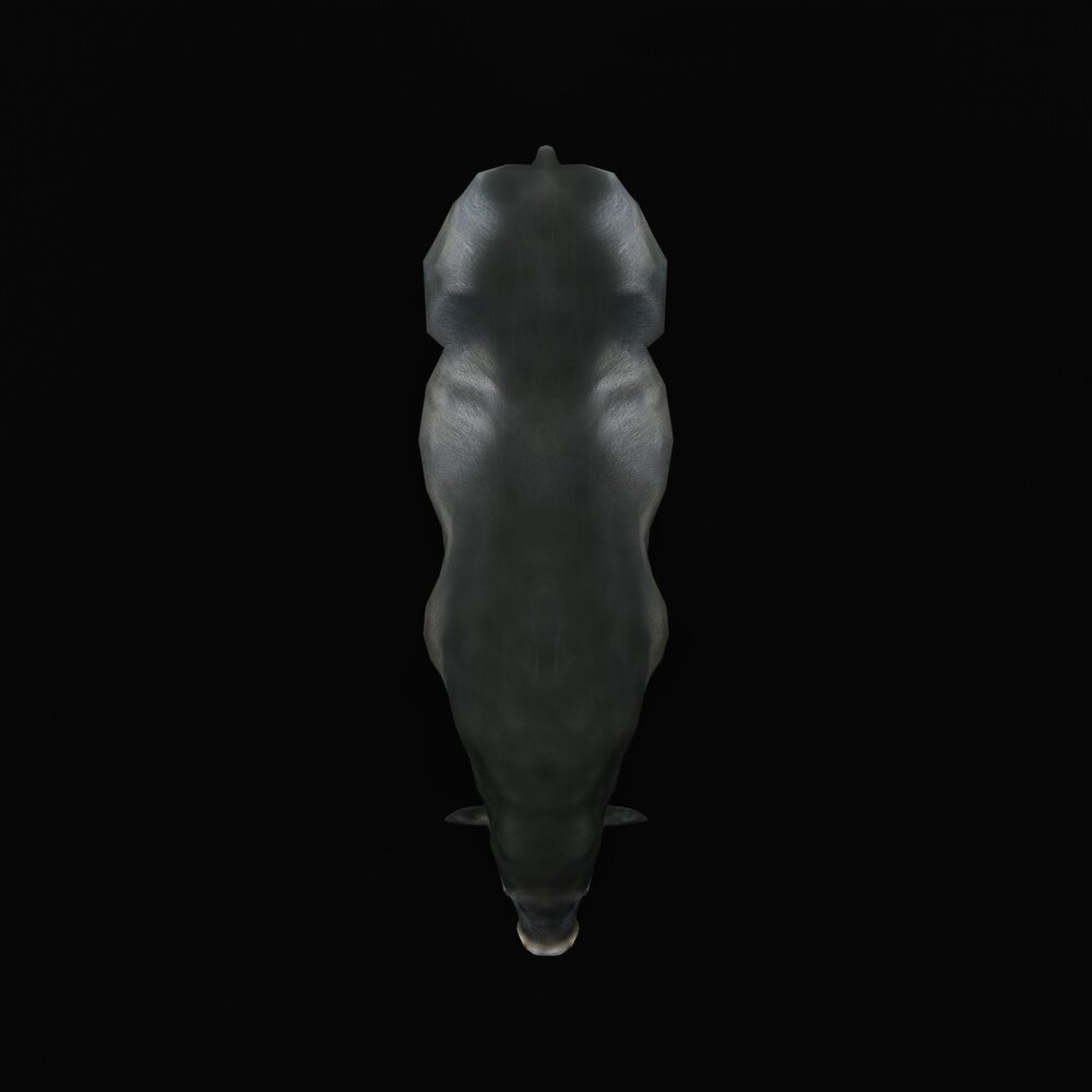 Galloway Cattle 3D model - Download Mammals on 3DModels.org