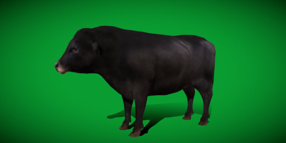 Galloway Cattle 3D model - Download Mammals on 3DModels.org