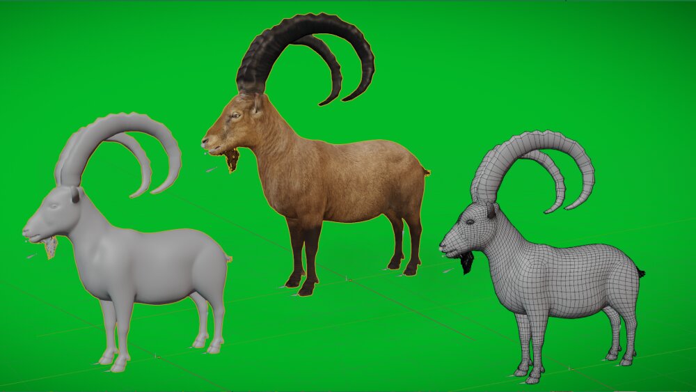 Asiatic Himalayas Ibex 3D model - Download Mammals on 3DModels.org