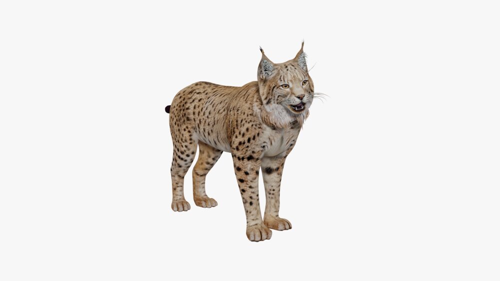 Eurasian Lynx 3D model - Download Mammals on 3DModels.org