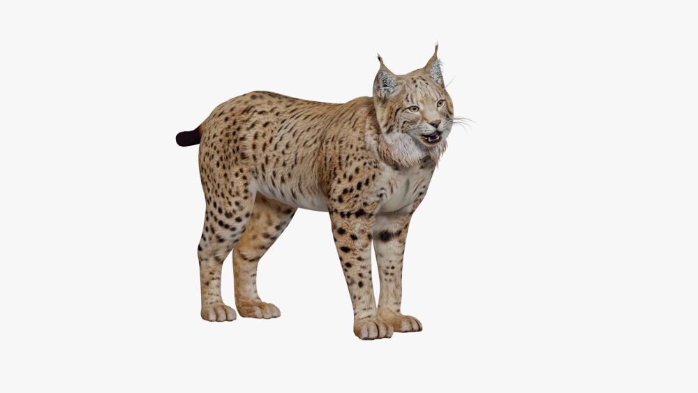 Eurasian Lynx 3D model - Download Mammals on 3DModels.org