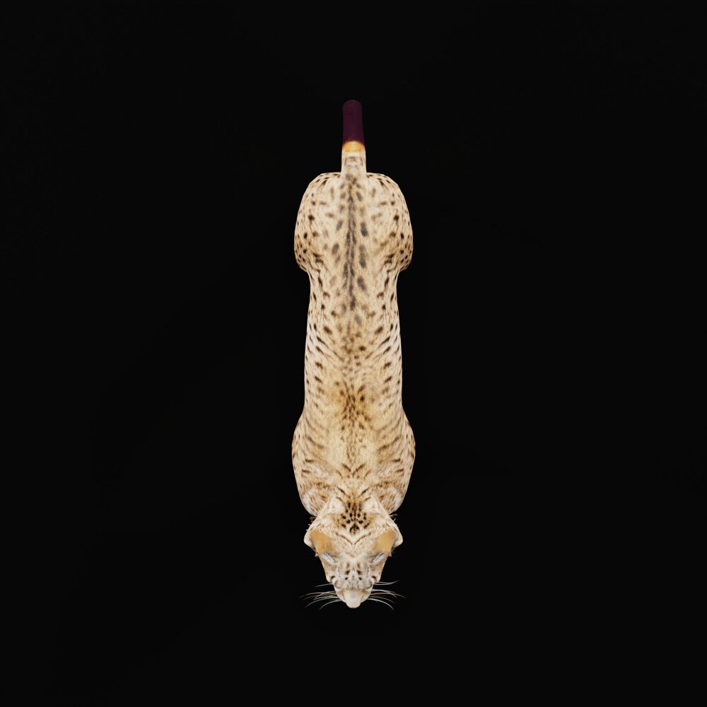 Eurasian Lynx 3D model - Download Mammals on 3DModels.org