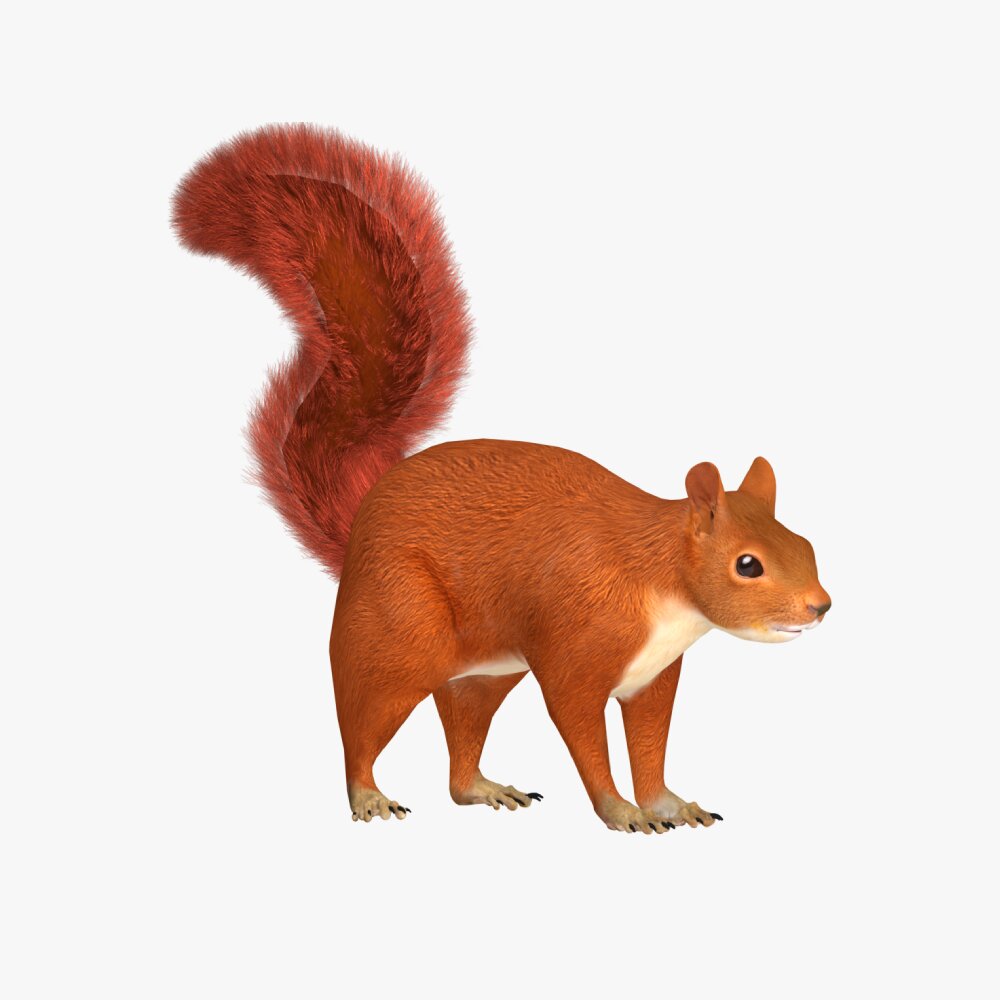 Amazon Red Squirrel 3D model - Download Mammals on 3DModels.org