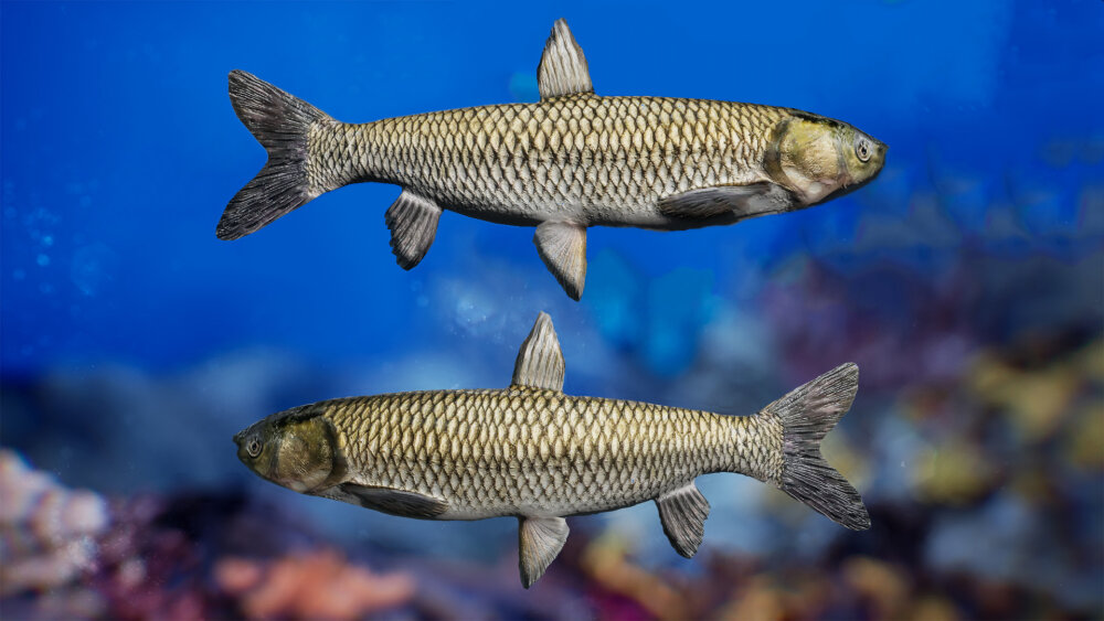 Sea Animals 12 Meshes 3D model - Download Fish on 3DModels.org
