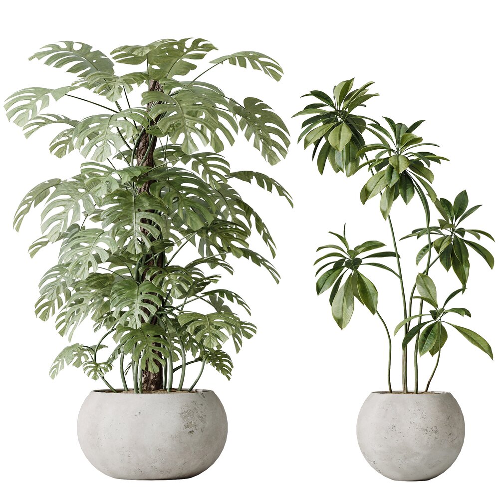 Beech Olea Europaea Olive Eucalyptu Elegant Monstera Deliciosa and ...
