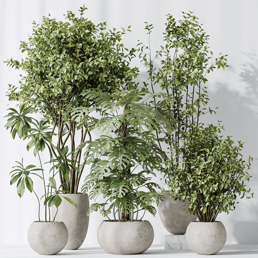 Beech Olea Europaea Olive Eucalyptu Elegant Monstera Deliciosa and ...