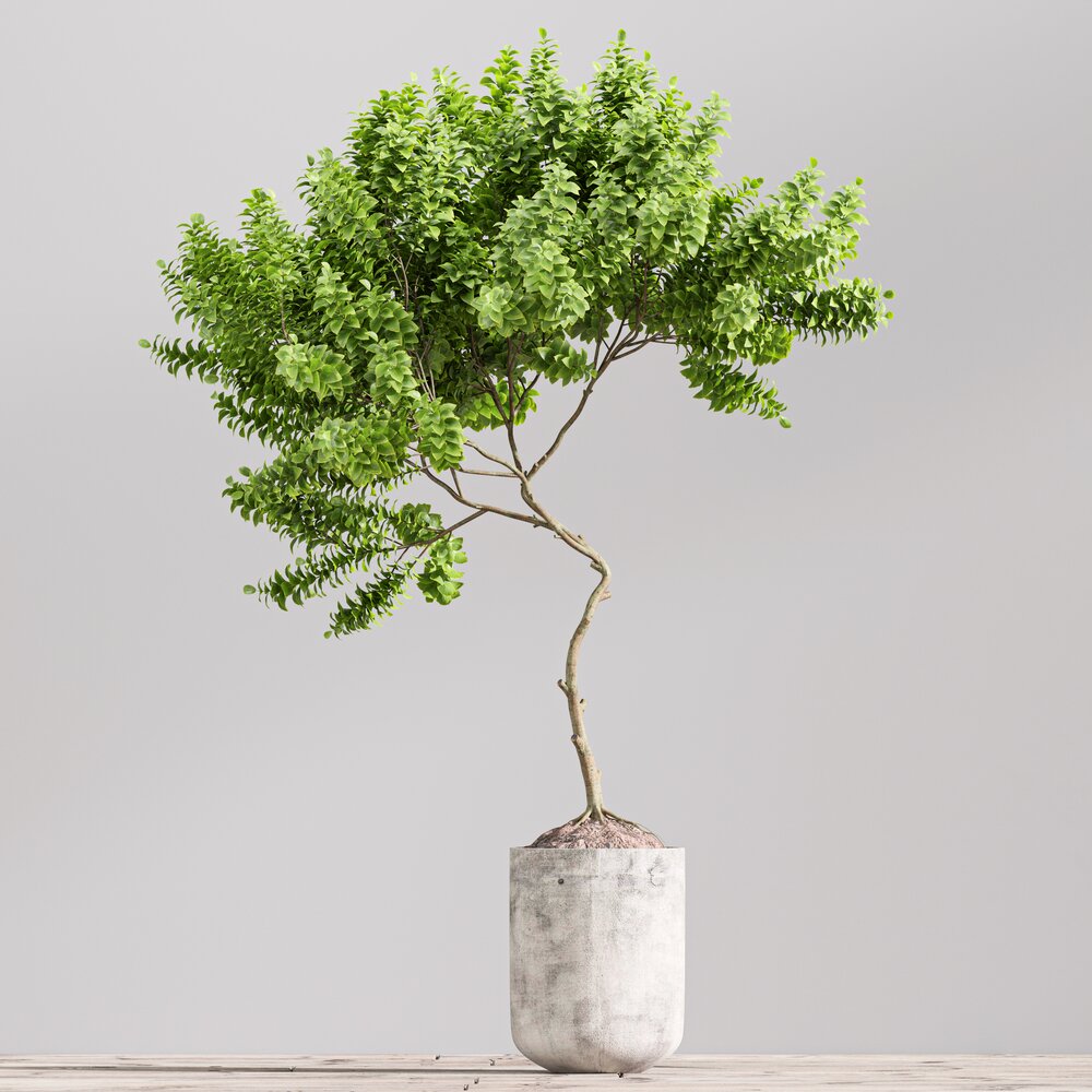 Indoor Plant Tree Leaf Set 3D model - Download Trees on 3DModels.org
