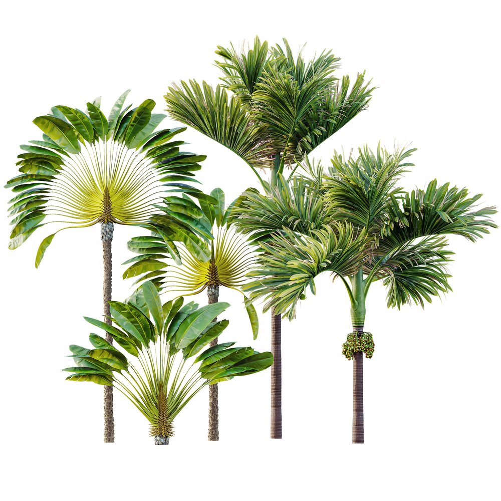 Travelers Palm Fruit