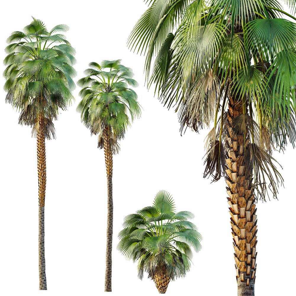 Queen Palm Syagrus Romanzoffiana, Mexican Fan Palm Washingtonia Robusta ...