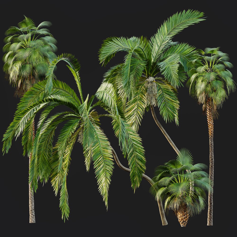 Queen Palm Syagrus Romanzoffiana, Mexican Fan Palm Washingtonia Robusta ...