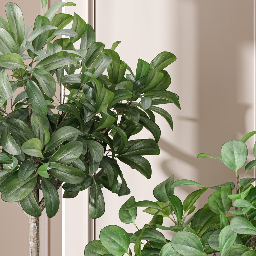 Ficus Sam Ficus Jim House Plant 3D model - Download Houseplants on ...