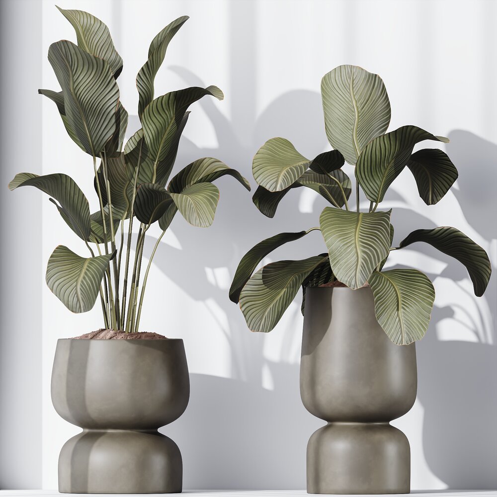 Calathea Lutea Plants in Decorative Ceramic Pots 3D model - Download ...