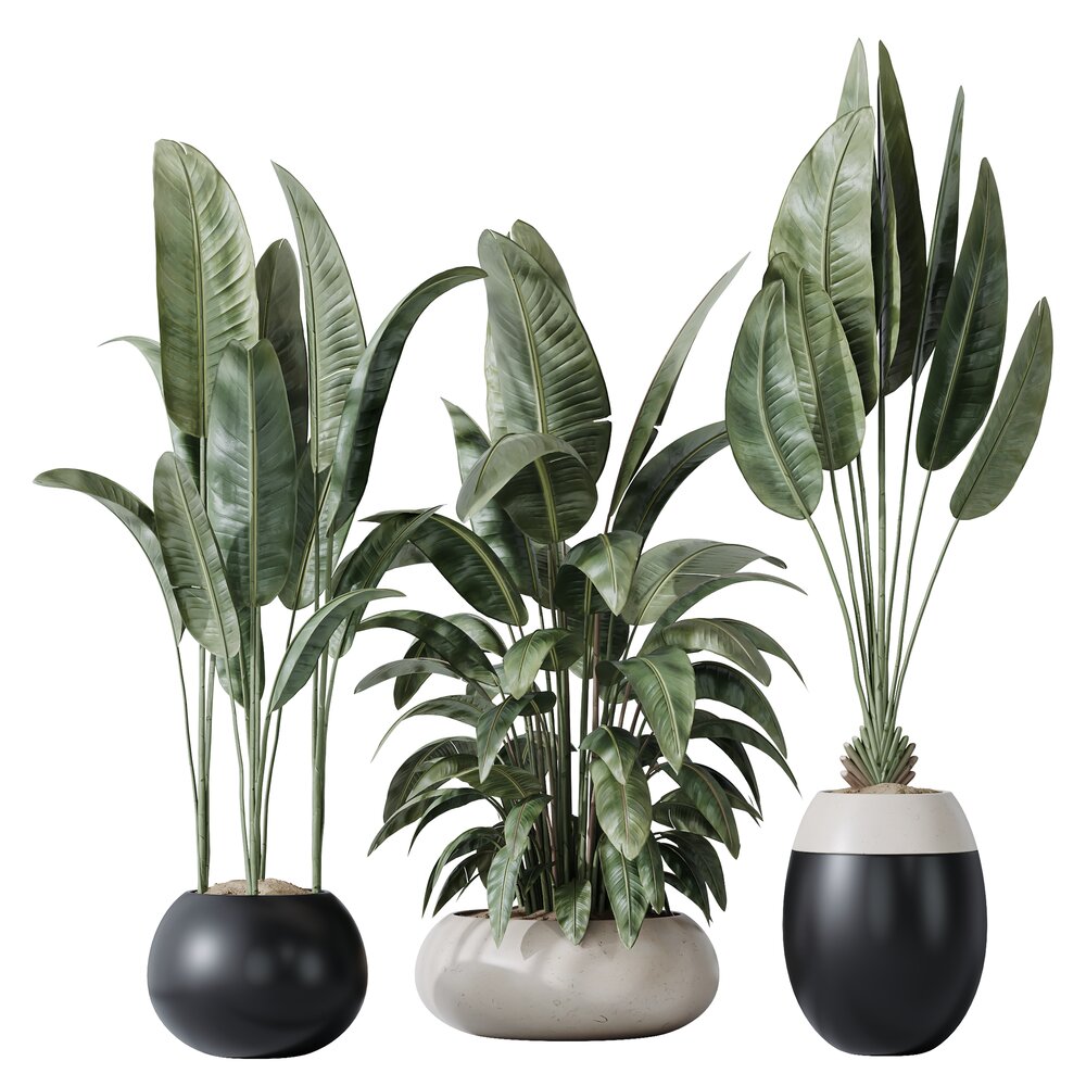 Plantas Ave del Paraíso Tropicales en Jarrones Decorativos Modelo 3D ...