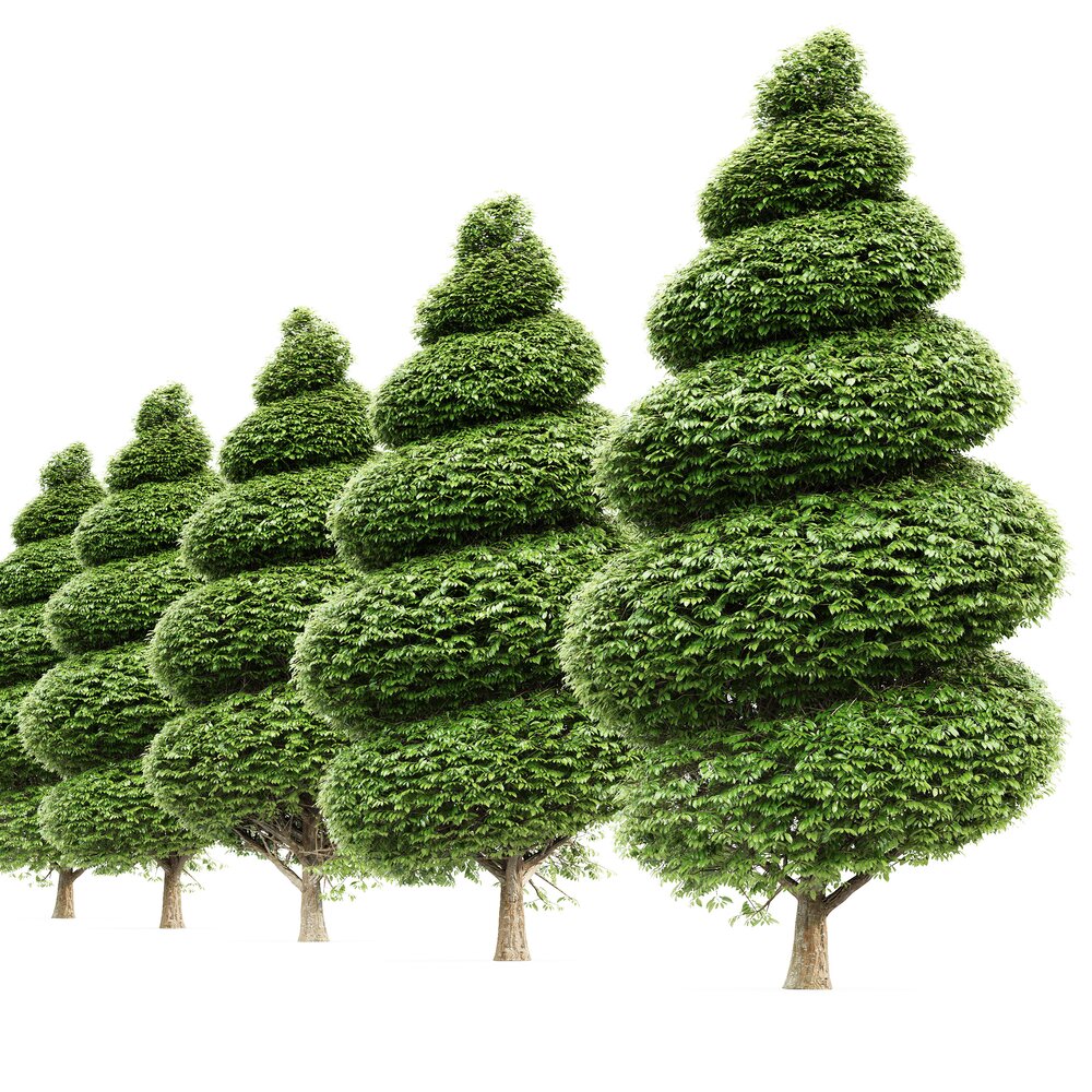 Burford Holly Spiral Topiary Tree Tuja Occidentalis 3D model - Download ...