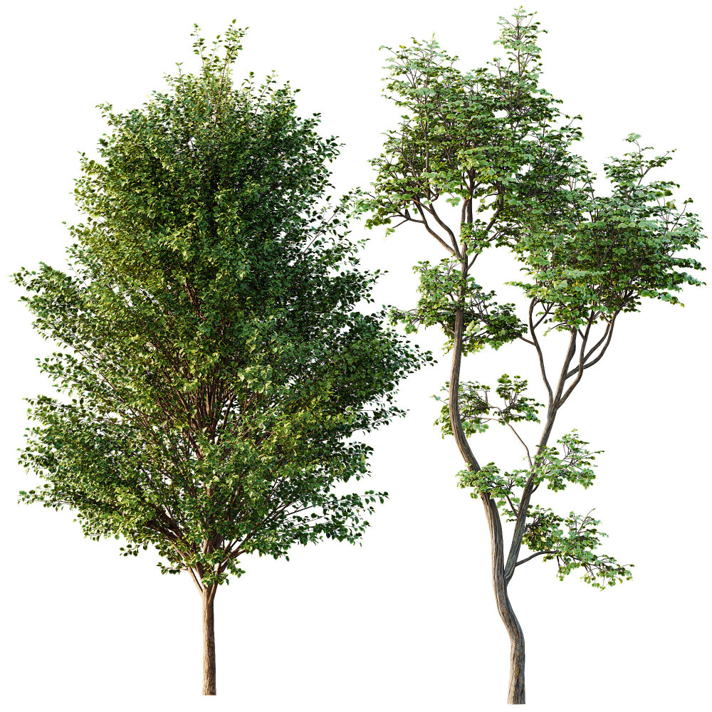 Canadian Poplar and Hazel Leave 3D model - Download Trees on 3DModels.org