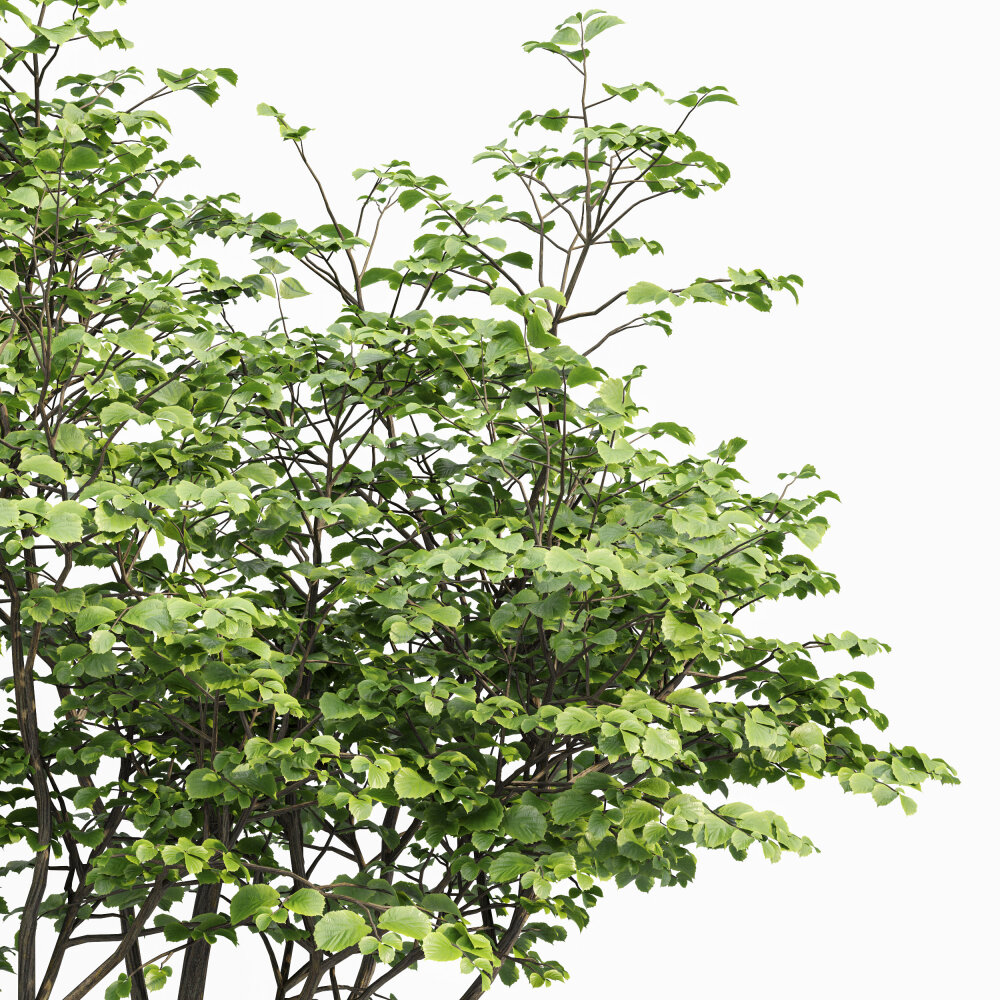 Canadian Poplar and Hazel Leave 3D model - Download Trees on 3DModels.org