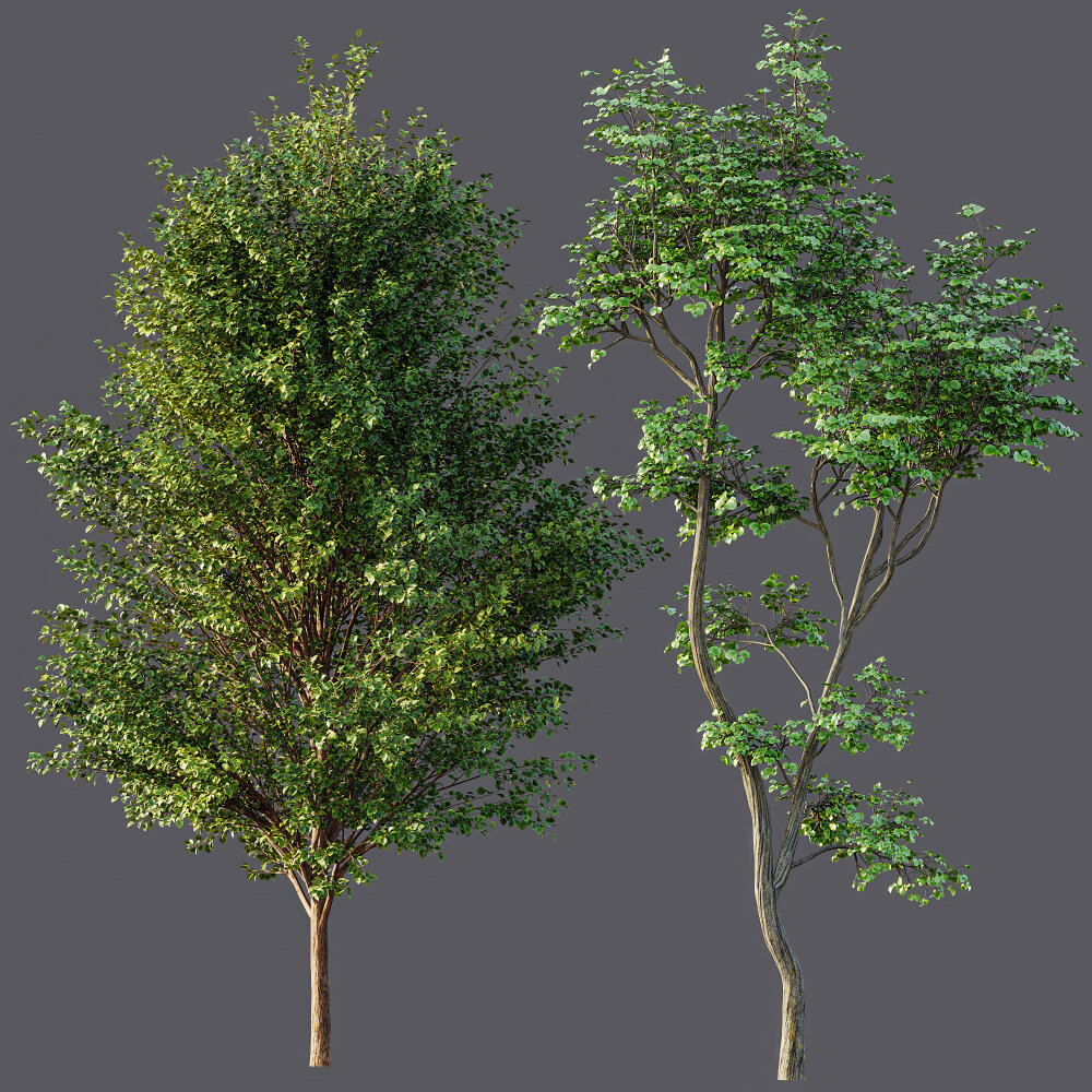 Canadian Poplar and Hazel Leave 3D model - Download Trees on 3DModels.org