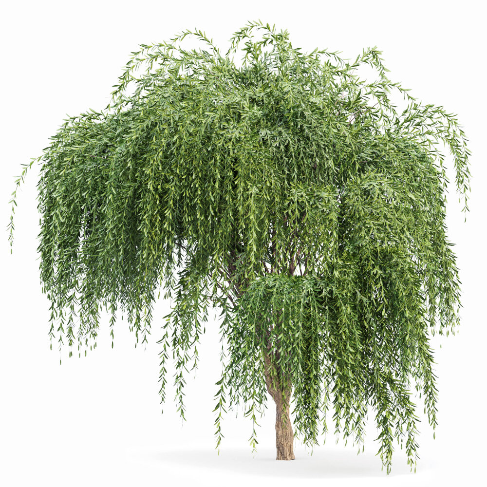 Weeping Willow and Birch Trees 3D model - Download Trees on 3DModels.org