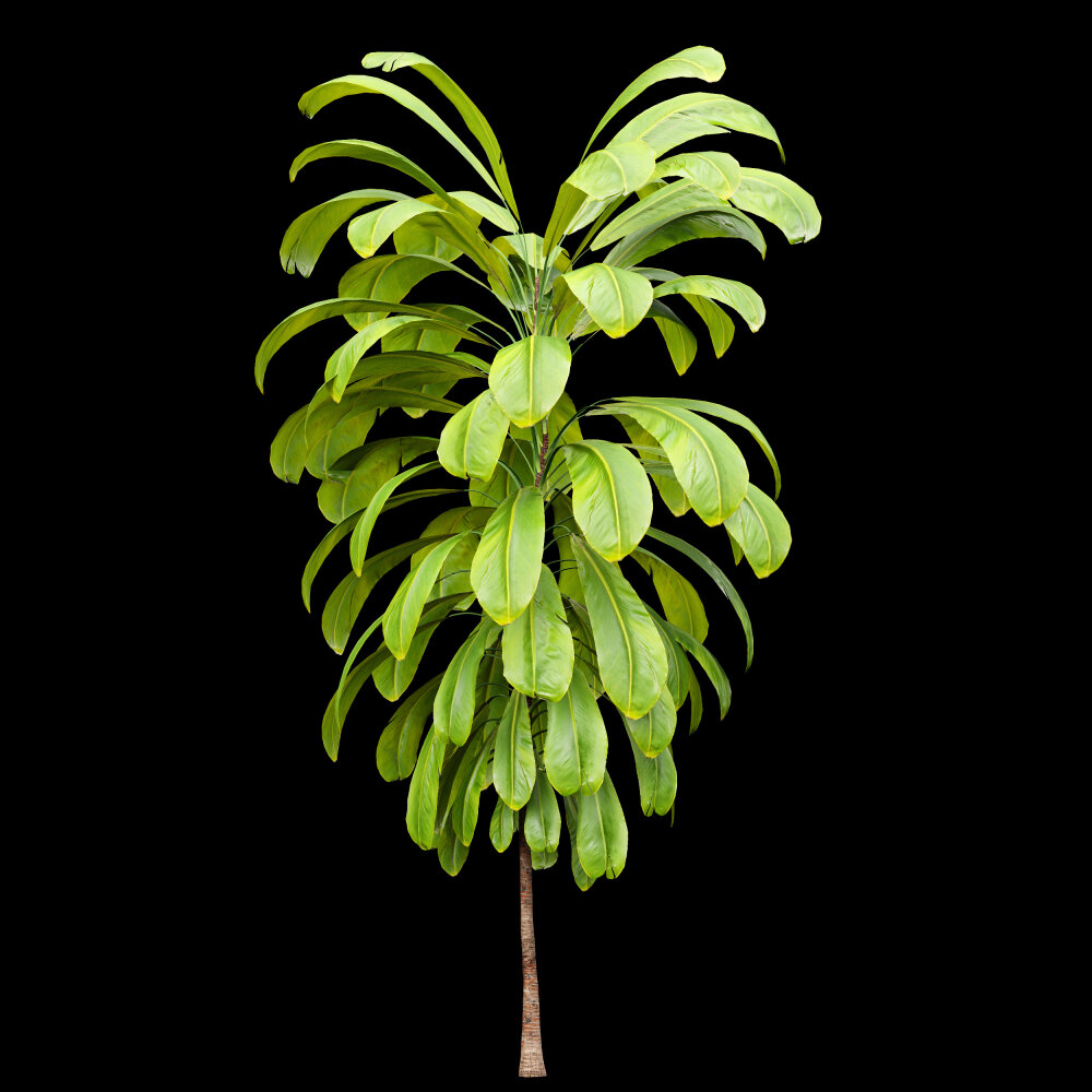 Broad Leaved Palm Lily Cordyline Petiolaris and European Bladdernut ...