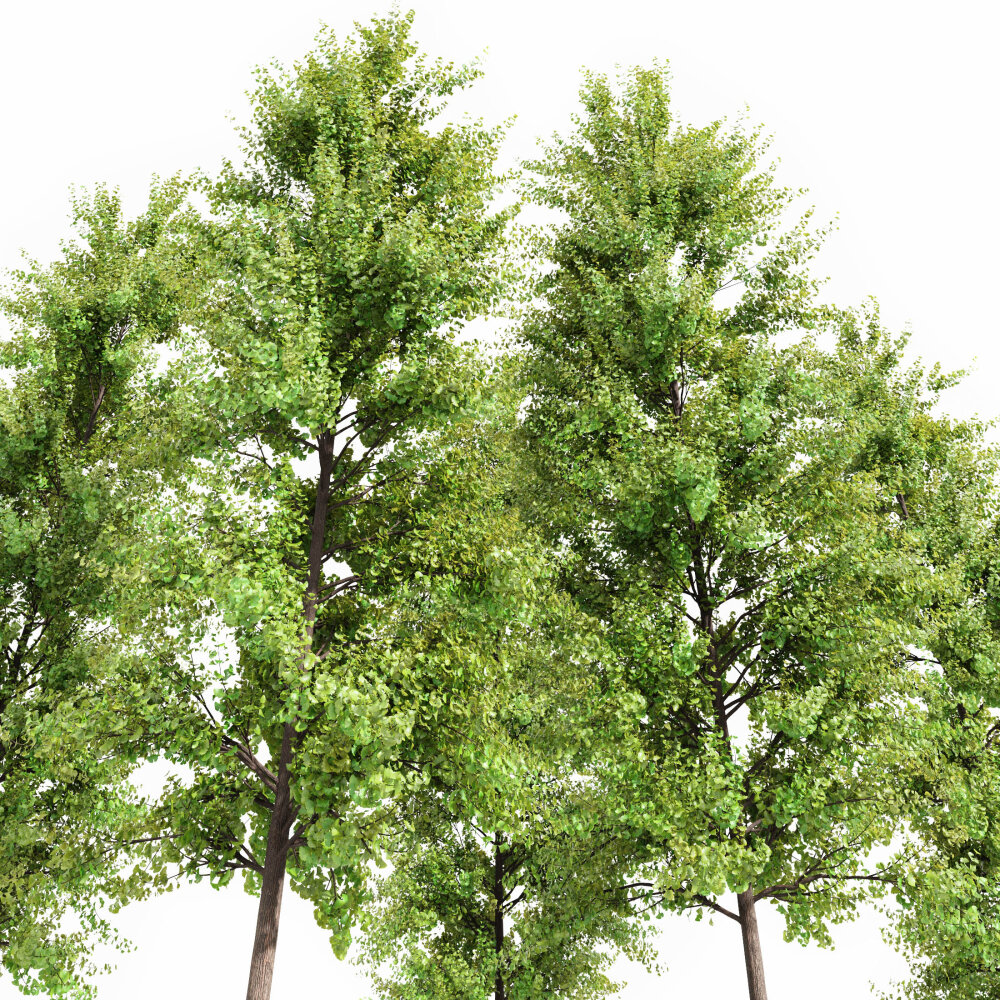 Acer Saccharinum and European Bladdernut Spring Trees 3D model ...
