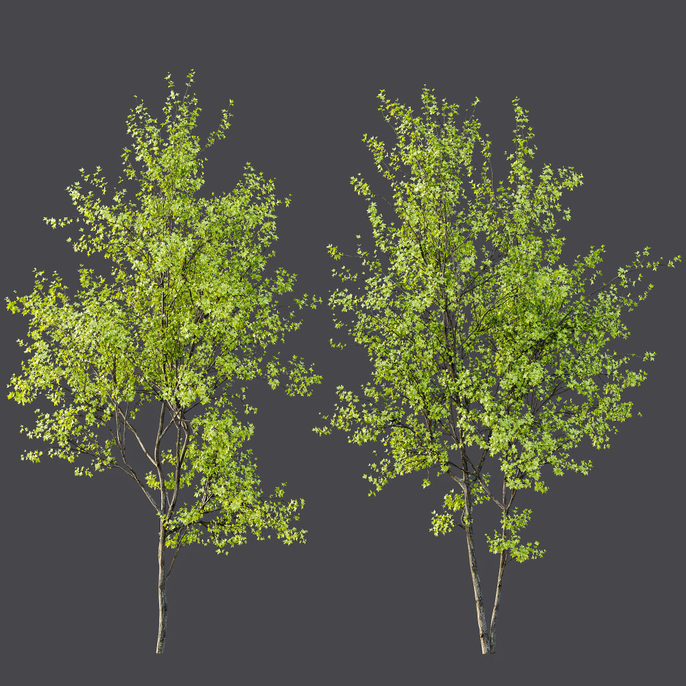 Acer Saccharinum and European Bladdernut Spring Trees 3D model ...