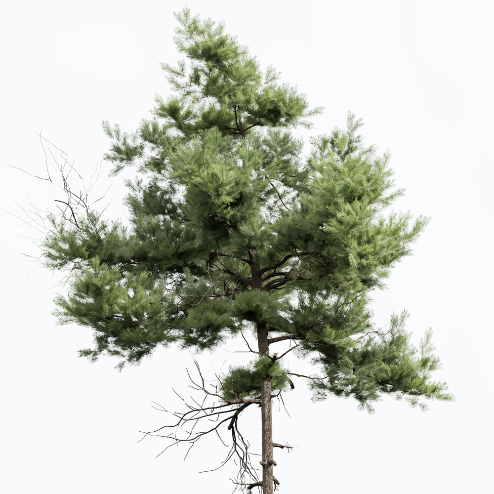 Pinus Echinata Populus Tremuloides 3D model - Download Trees on ...