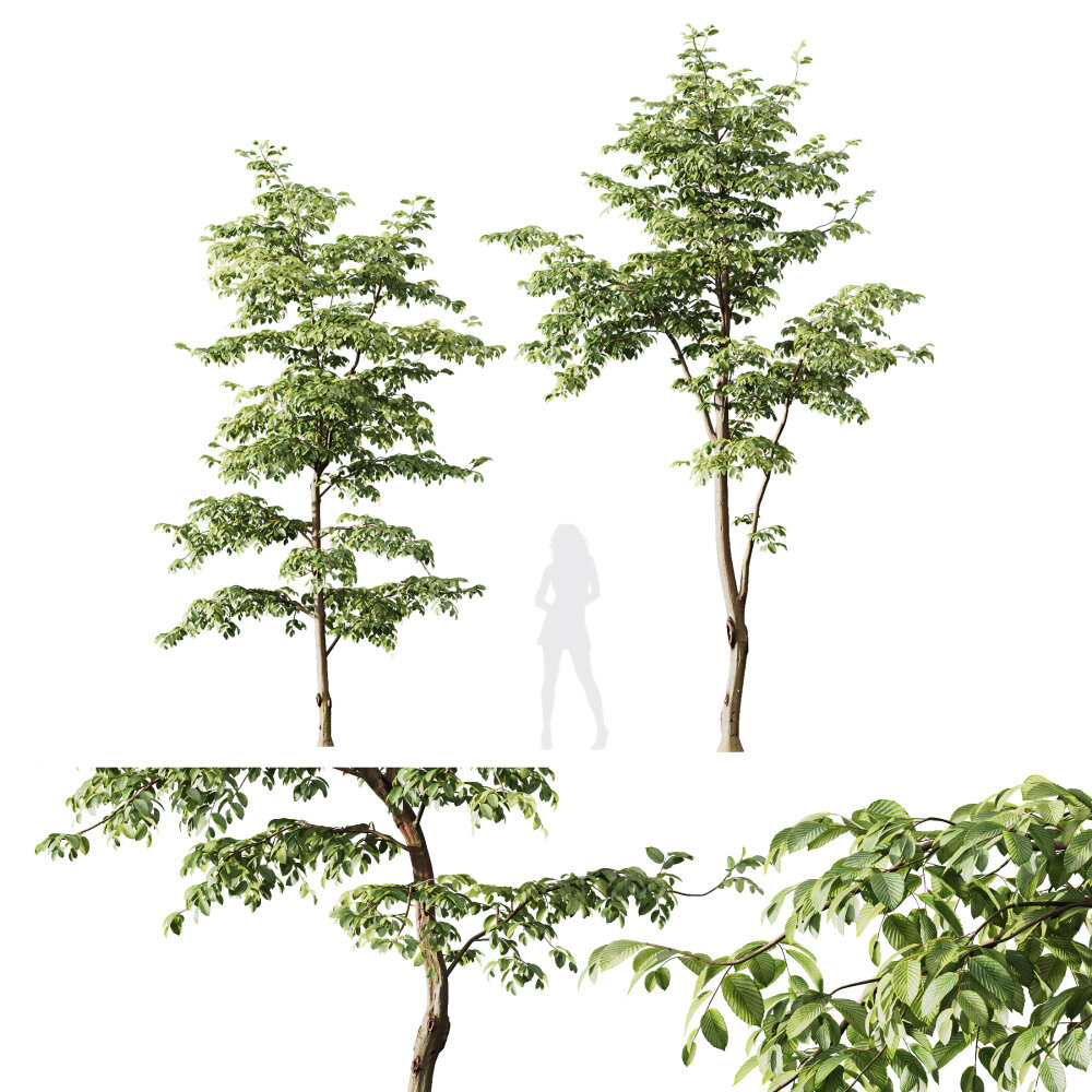 Three Young Trees with Vibrant Green Foliage 3D model - Download Trees ...