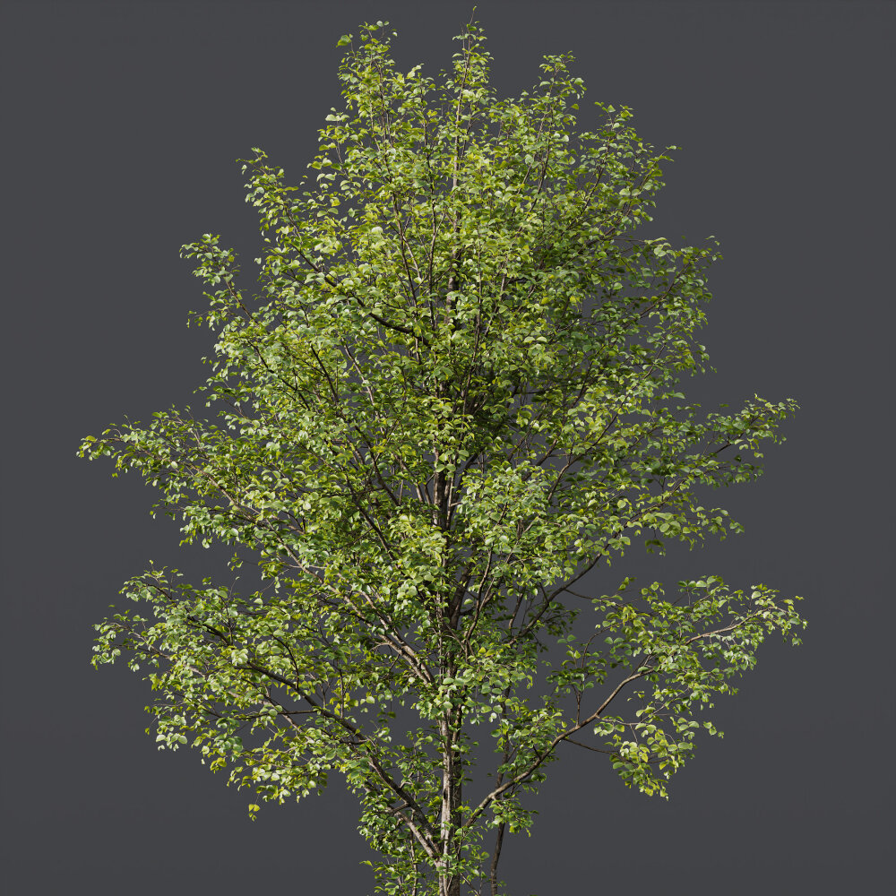 Three Young Trees with Vibrant Green Foliage 3D model - Download Trees ...