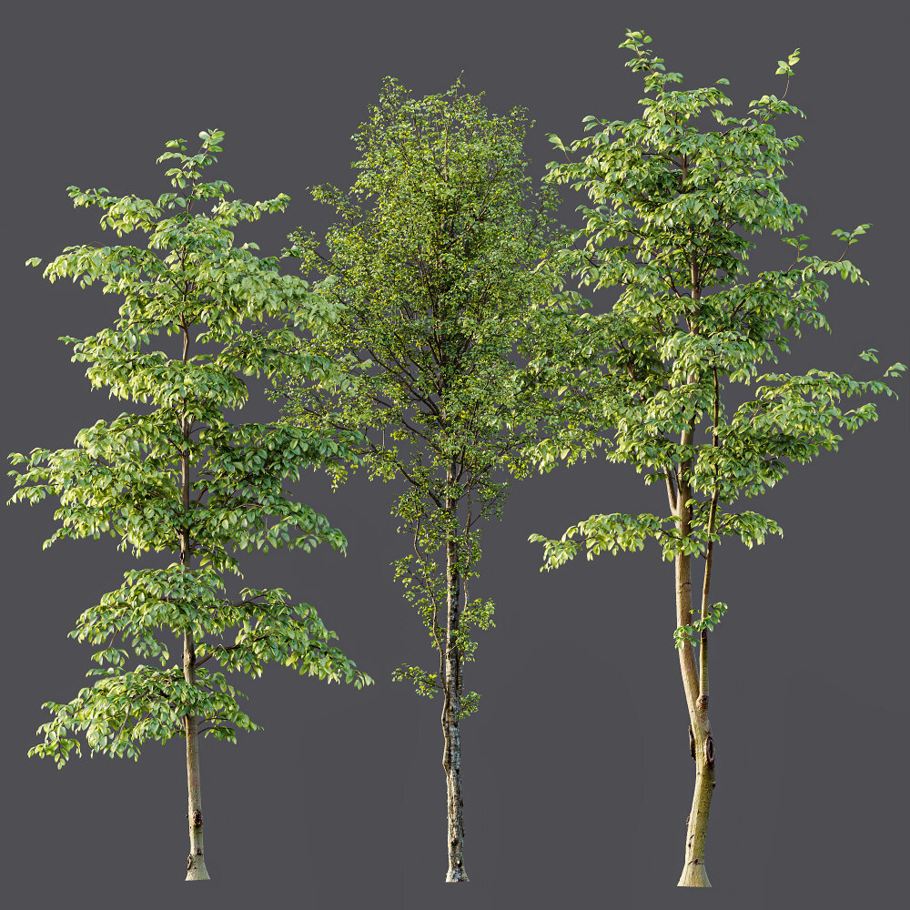 Three Young Trees with Vibrant Green Foliage 3D model - Download Trees ...