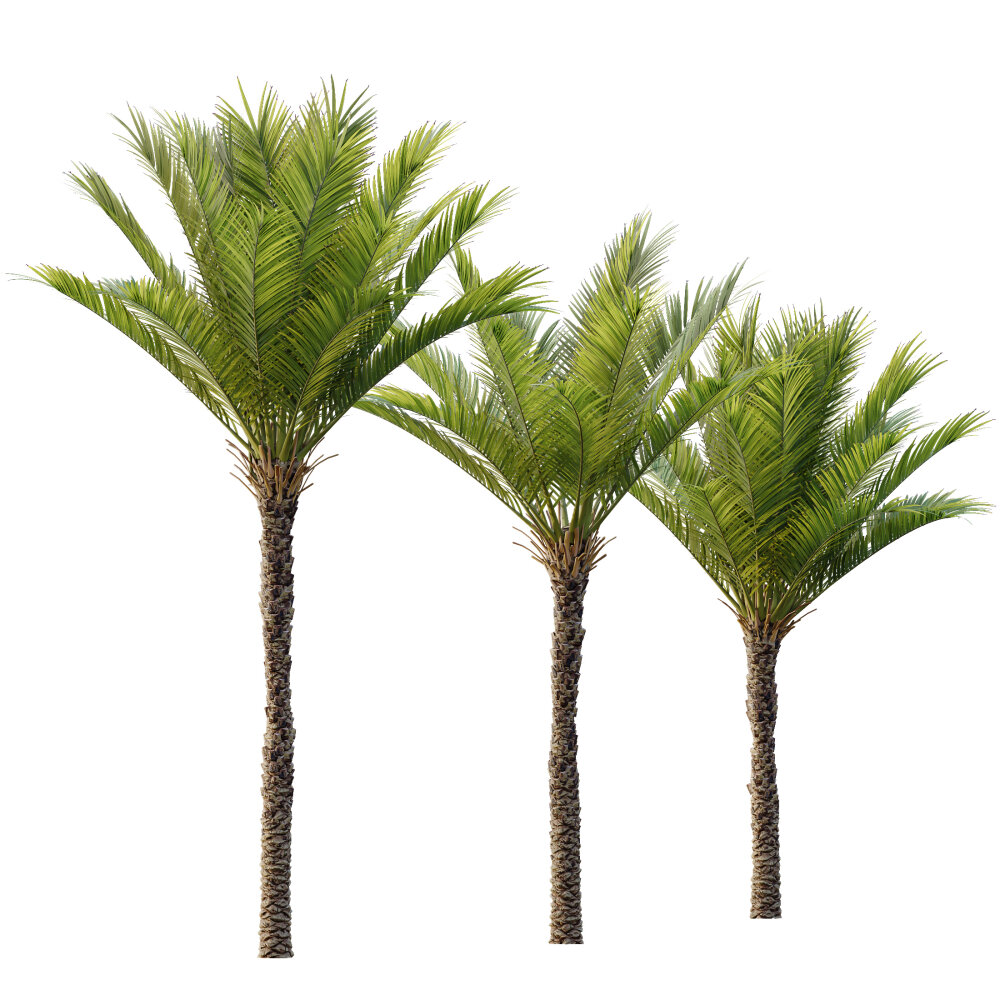 Arce Blanco con Palmeras Datileras Modelo 3D - Descargar Árboles on ...