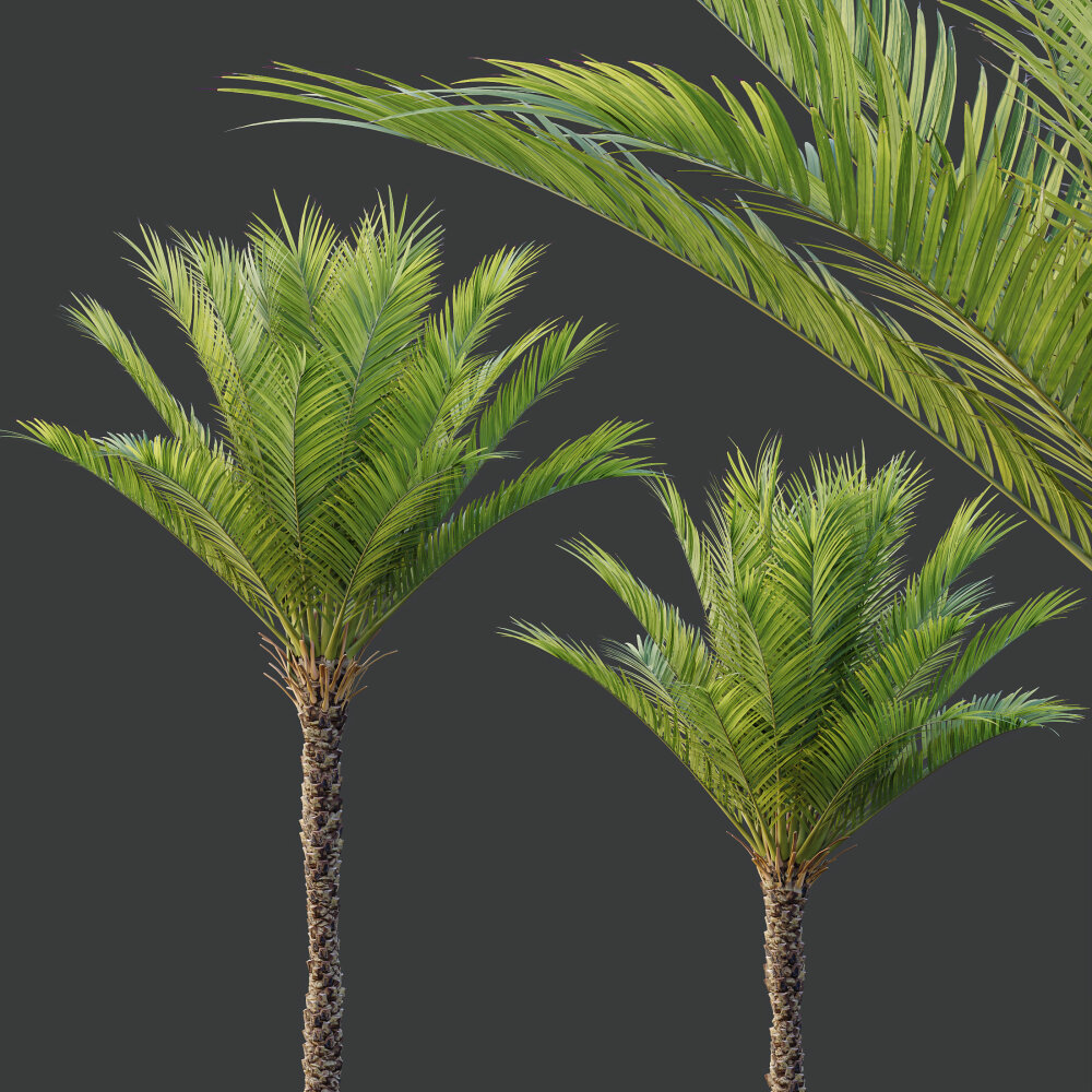 Arce Blanco con Palmeras Datileras Modelo 3D - Descargar Árboles on ...