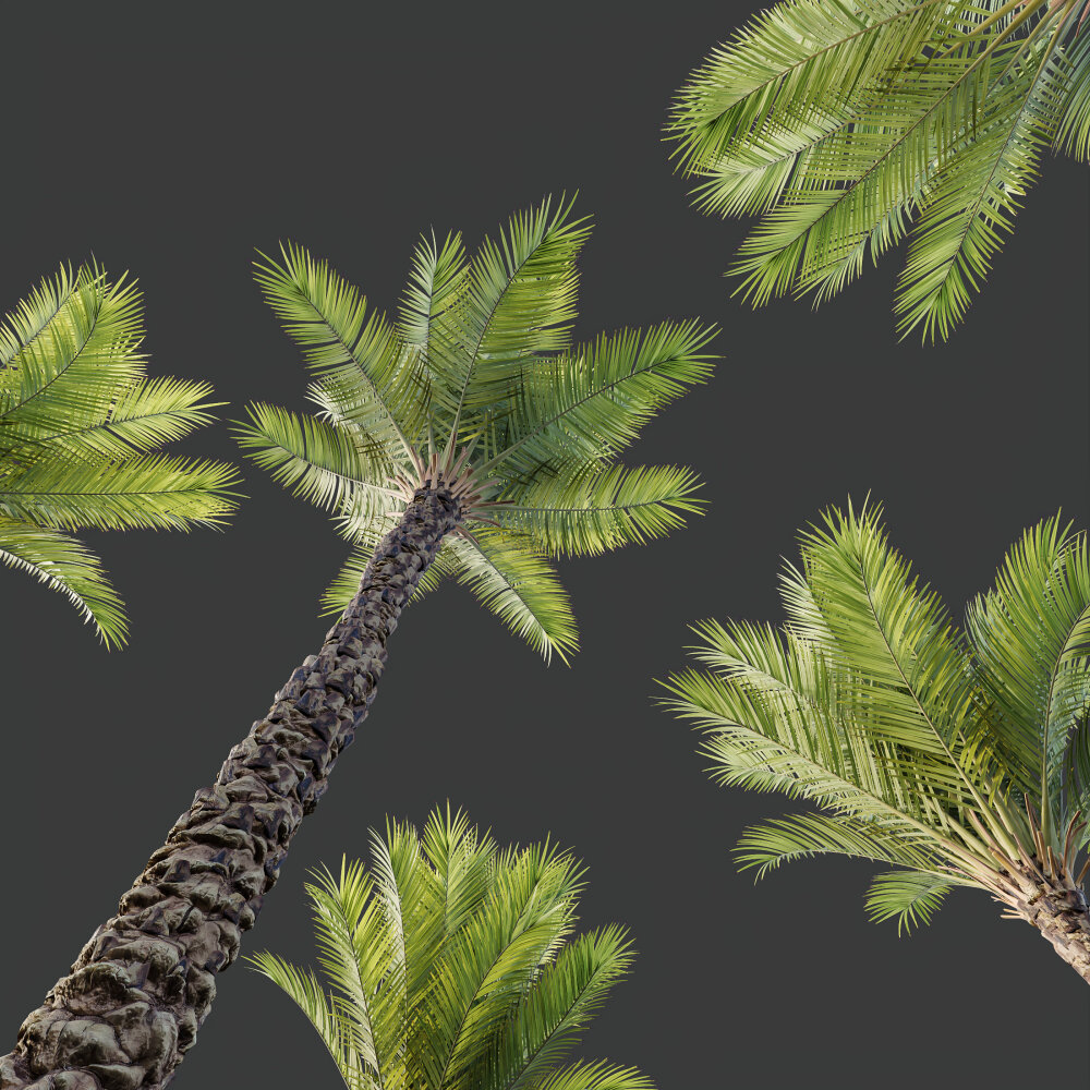 Arce Blanco con Palmeras Datileras Modelo 3D - Descargar Árboles on ...