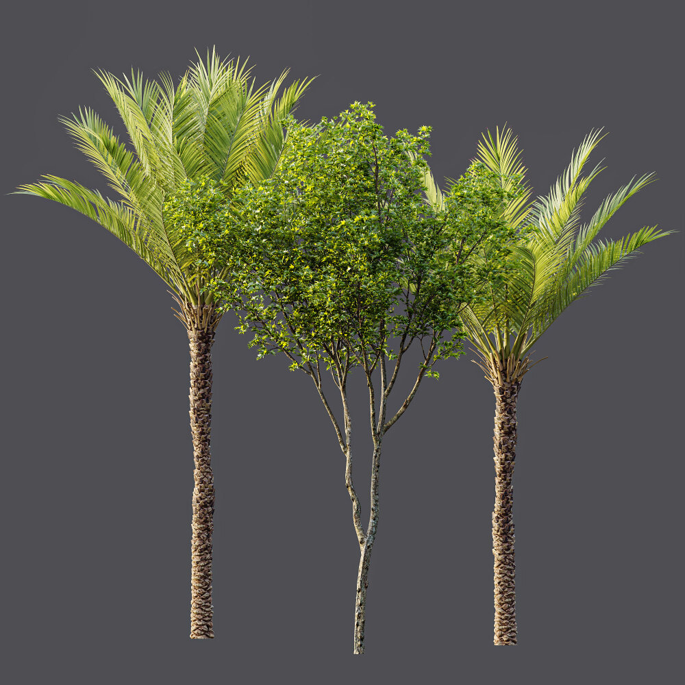 Arce Blanco con Palmeras Datileras Modelo 3D - Descargar Árboles on ...