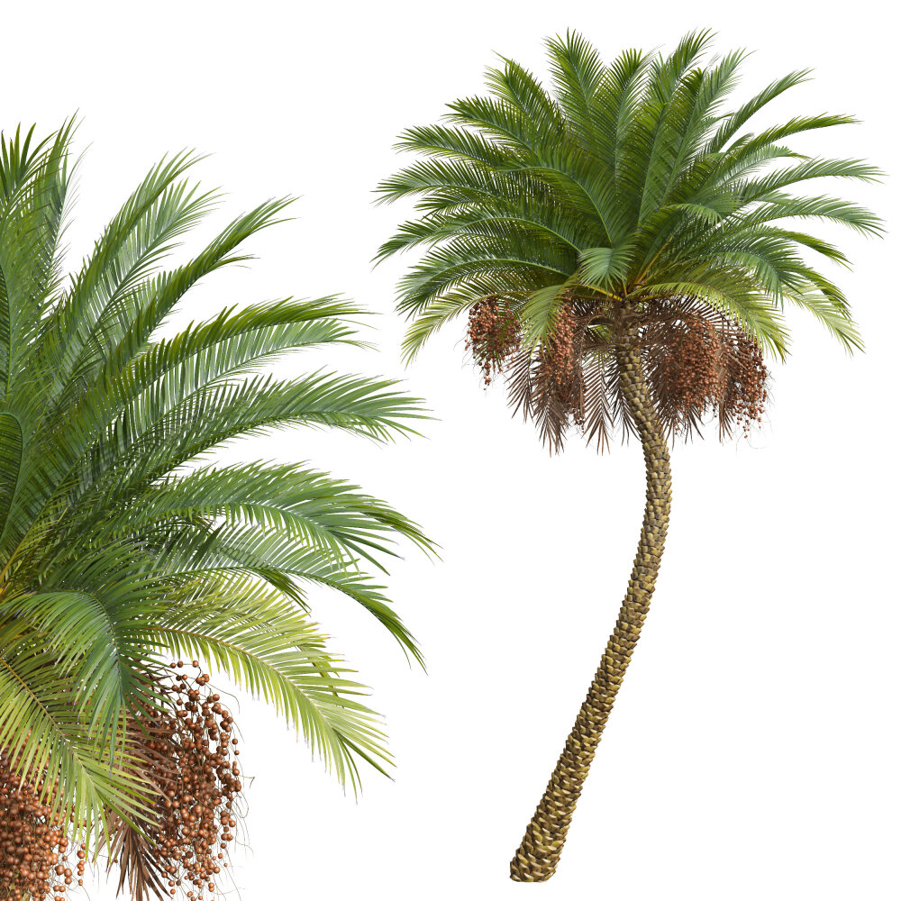 Fruit de Phoenix Sylvestris et Jardin de Phoenix Canariensis Modèle 3D ...