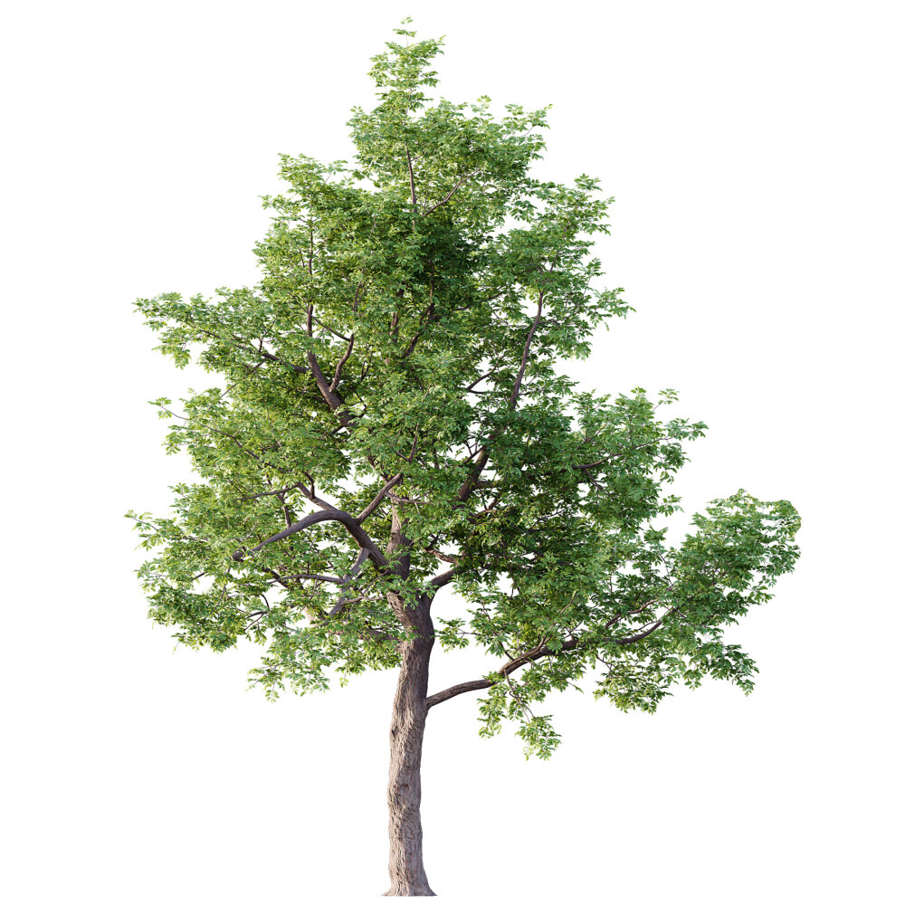Ash Tree and American Elm Tree 3D model - Download Trees on 3DModels.org