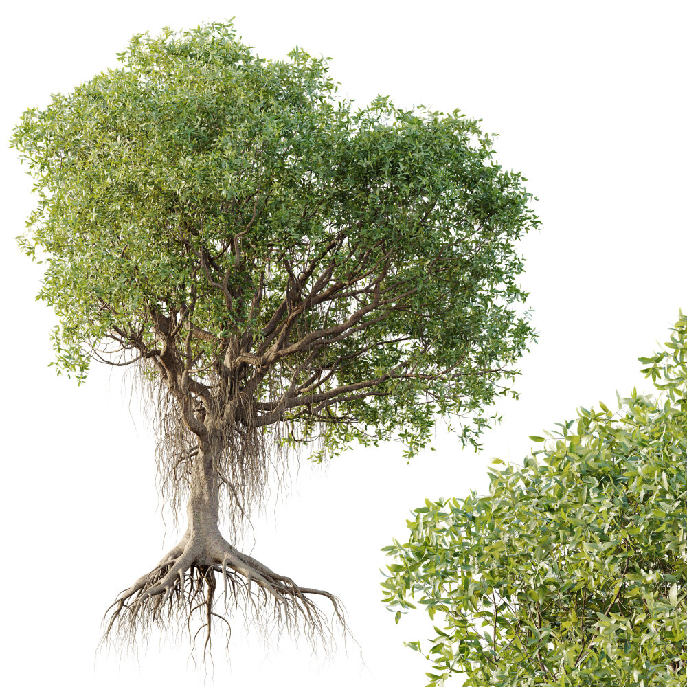 Mangroove Trees with Exposed Roots and Lush Foliage 3D model - Download ...